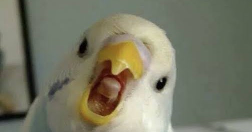 birds: Bird Screaming Problem