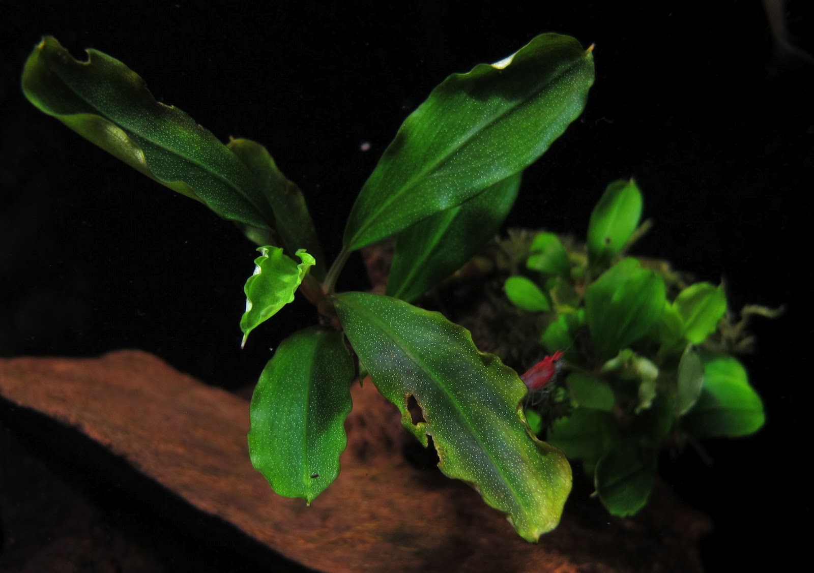 endemic plants: Bucephalandra sp. Round Leaf Sintang, Kalimantan