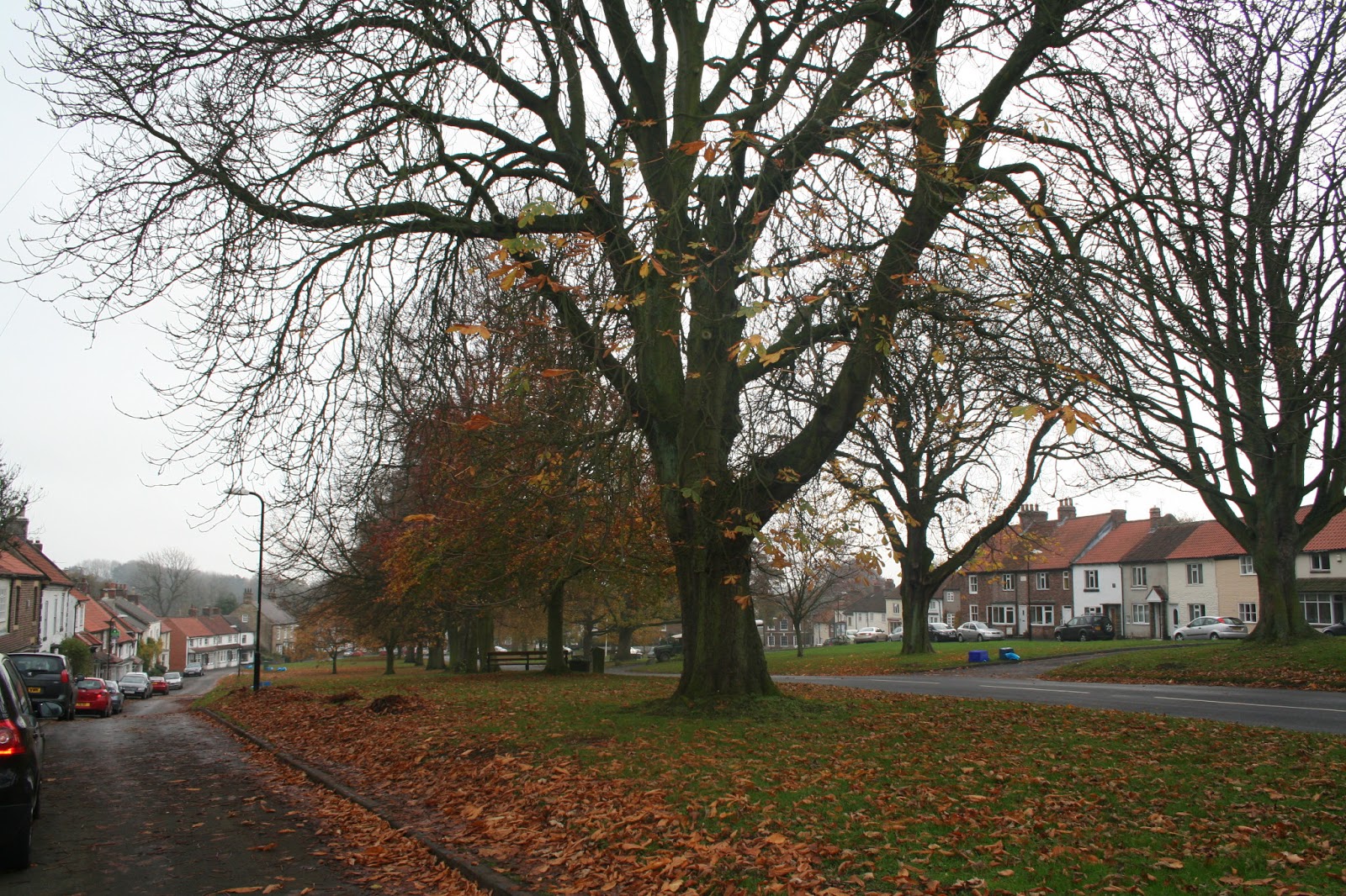 North Yorkshire History: The planting of the trees on Hutton Rudby Green