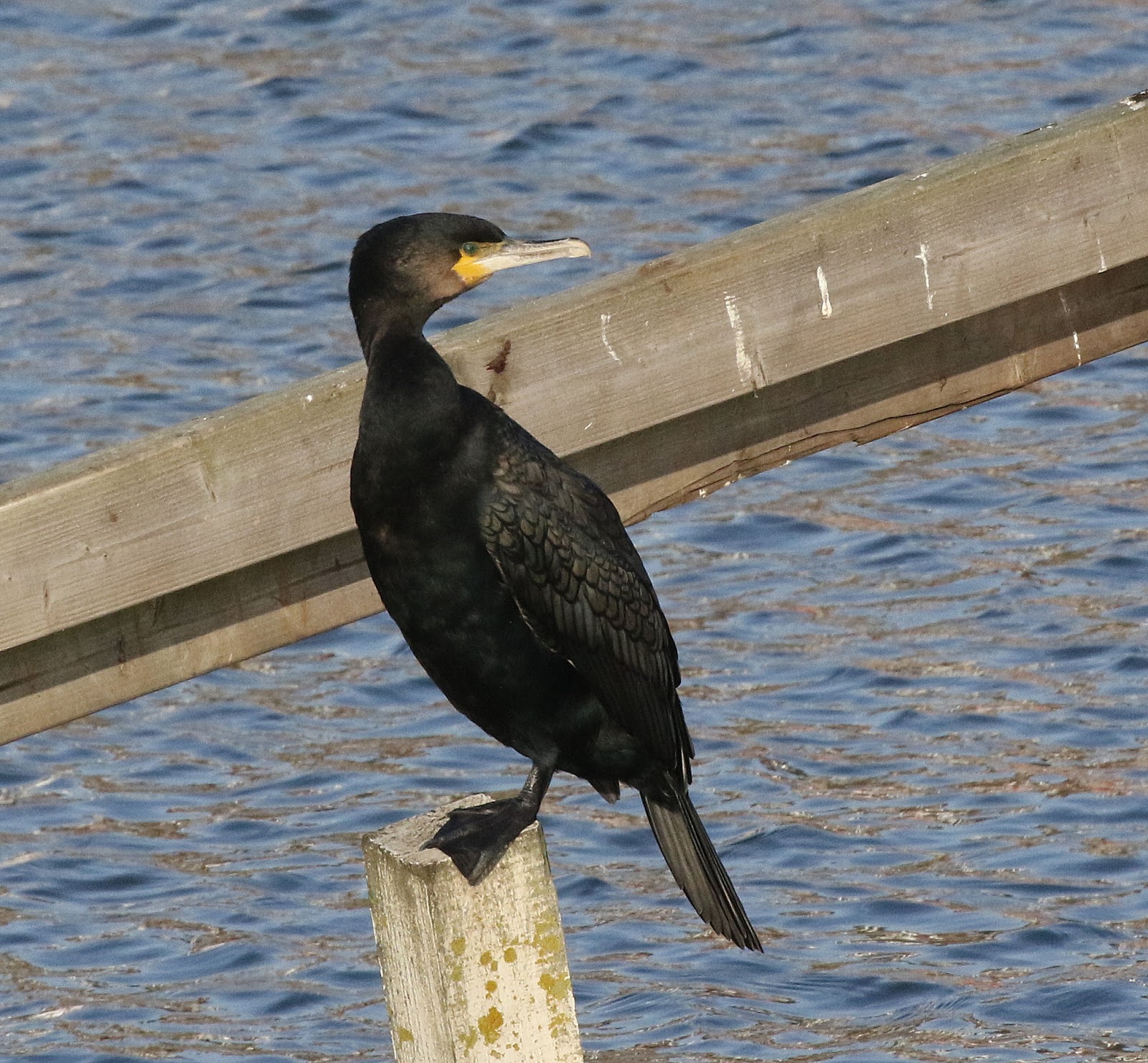 Birding with Flowers: The Victory Stance