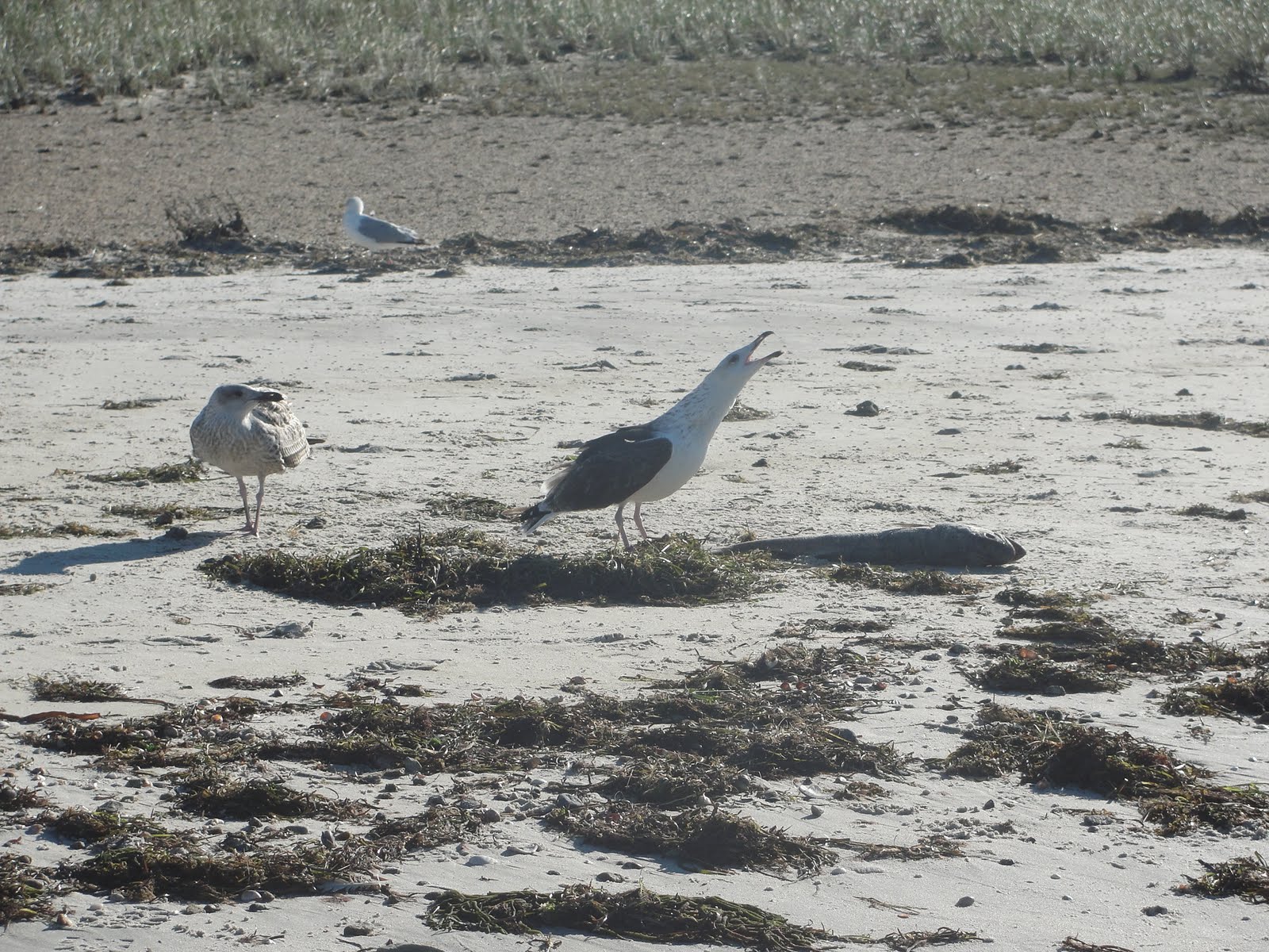 gulls and fish on beach | Mary Richmond's Cape Cod Art and Nature