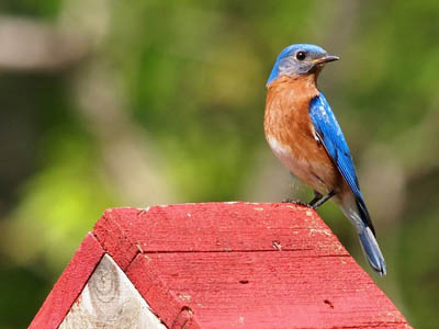 Feeding Winter Birds In Alabama