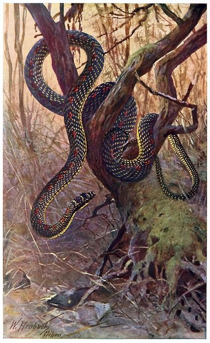 ISHBH: 9. The gliding snake from Brehms Tierleben