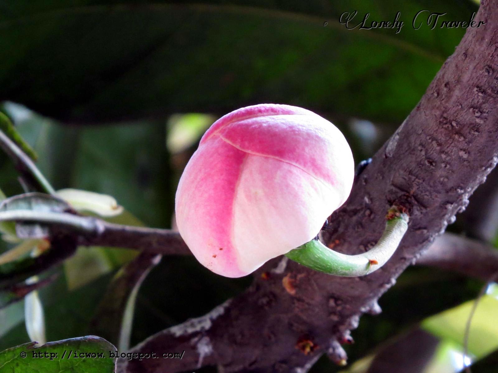 Majestic Heaven Lotus - Gustavia augusta