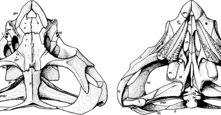 a mesozoic field guide: The Rhynchosaurs