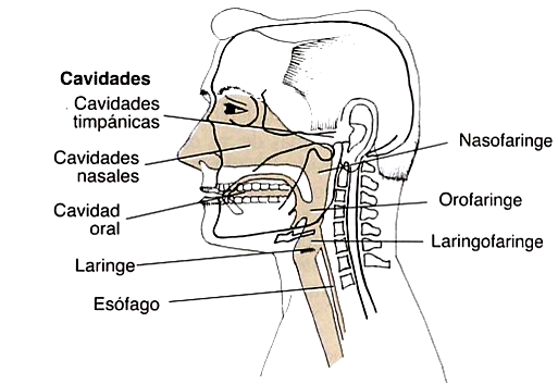 Todo para el Radiologo: NASOFARINGE