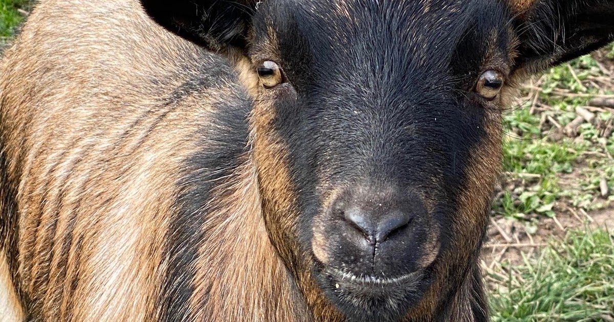 j'ai vu, j'ai photographié, je partage: LA BIQUETTE EST CURIEUSE DE ...