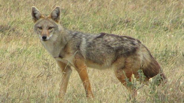 Abe's Animals: African golden wolf subspecies