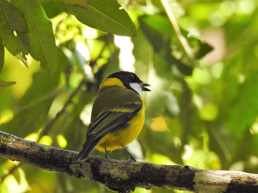 Birding - Tweed Heads - Australia: Tweed Bird List with Photos