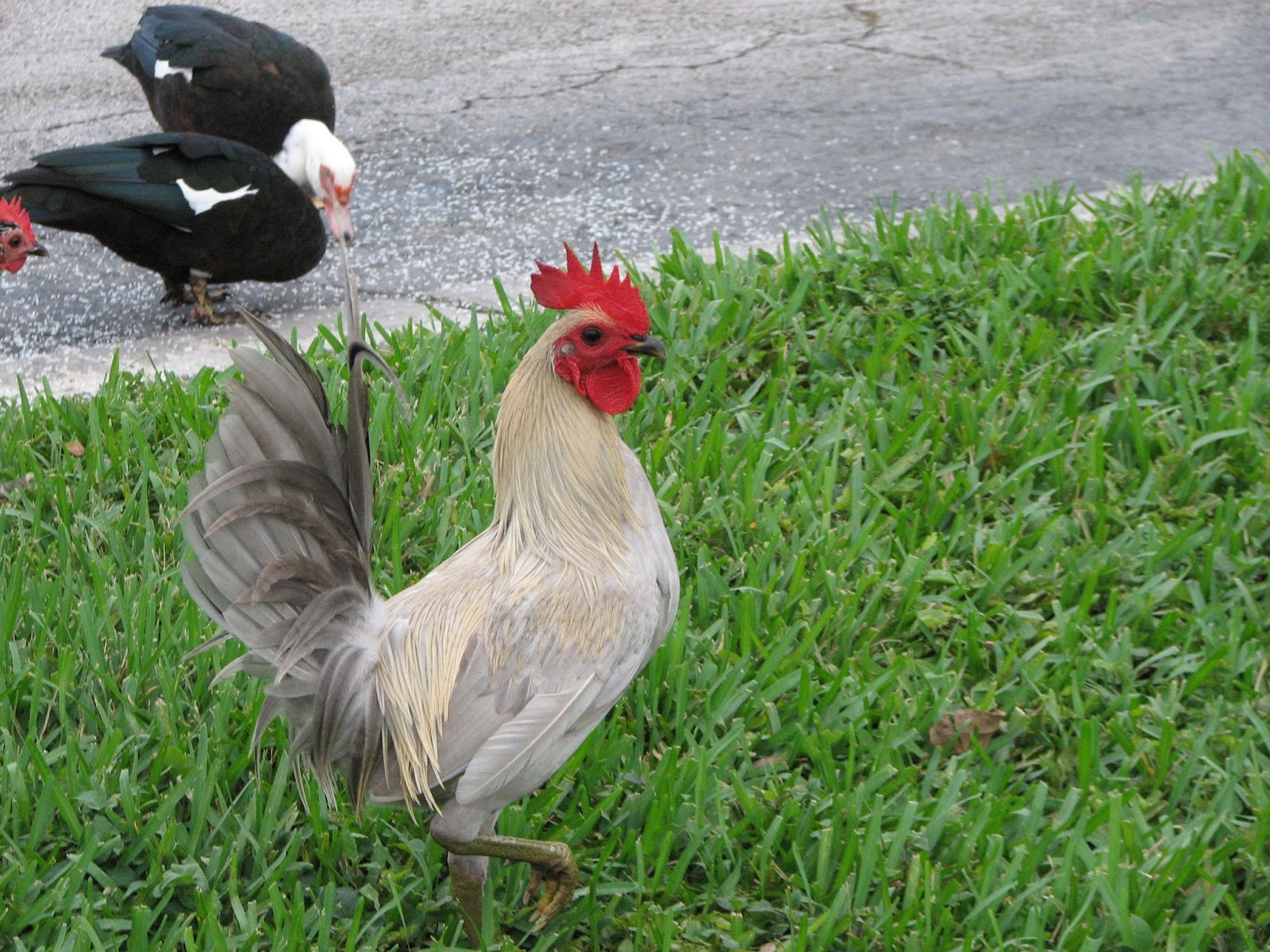 Bonao Internacional: MILES DE PATOS VIVEN EN ESTADO LIBRE Y SALVAJE ...