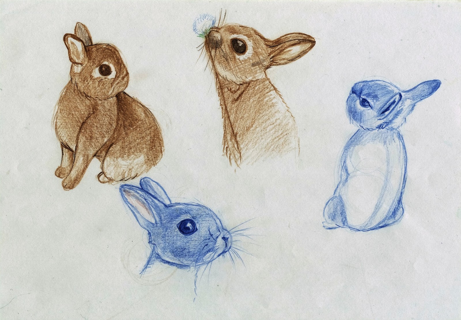 Visual Appendix : Animal Drawing Practice