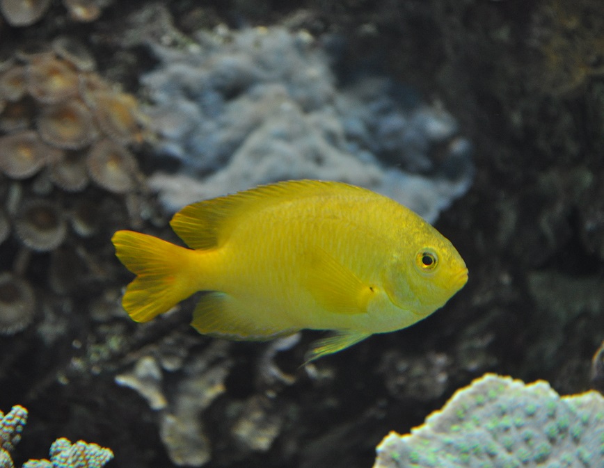 ZOOTOGRAFIANDO (6.100 ANIMALS): DAMISELA LIMÓN (Pomacentrus moluccensis)