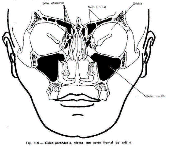 Plantando Ciência: Sistema Respiratório