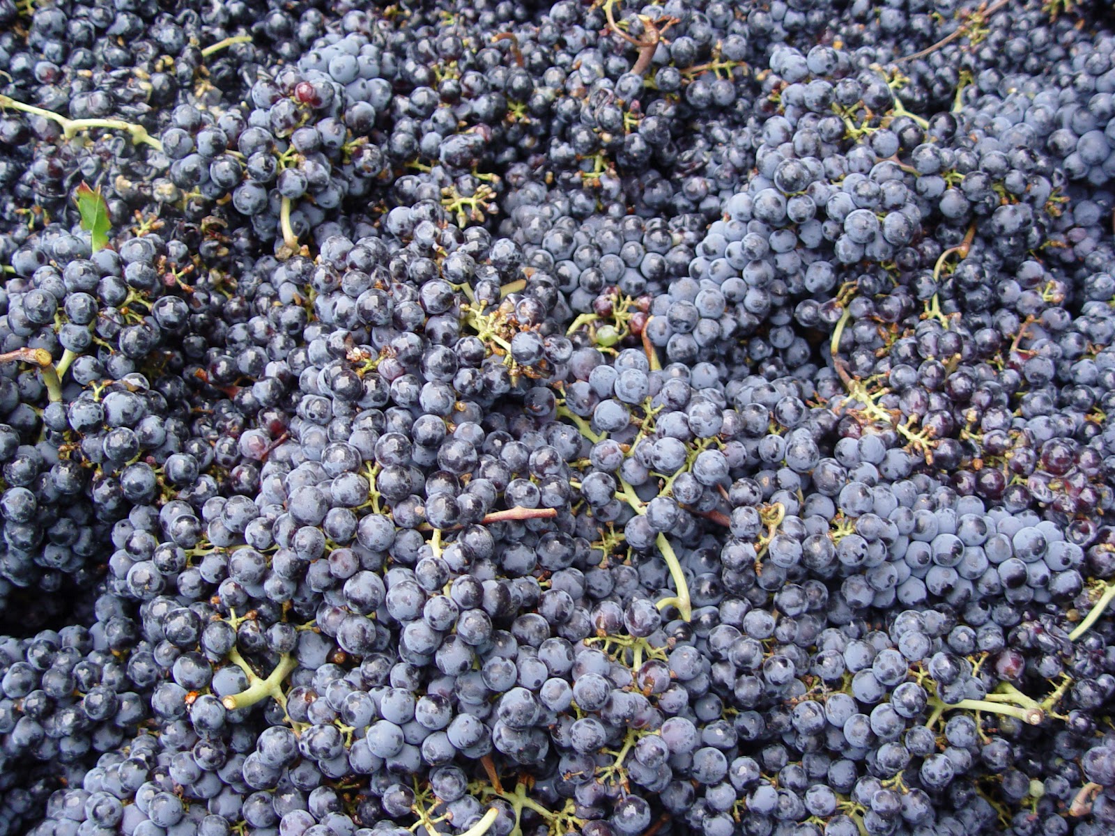 Vino Mosto Uva: MOSTO