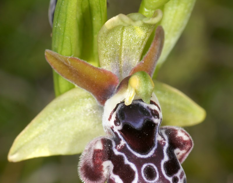 The Orchids of Cyprus: Ophrys kotschyi