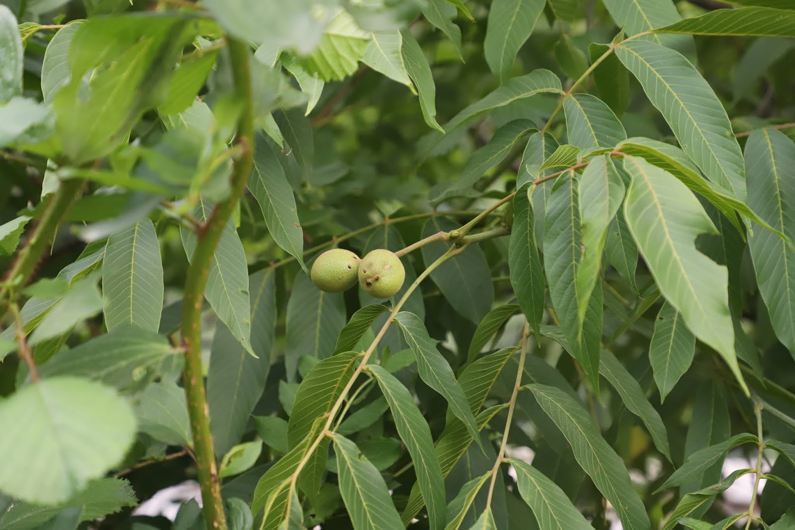 Nepalese wild fruits : Wild fruits of middle mountain and high Himal of ...