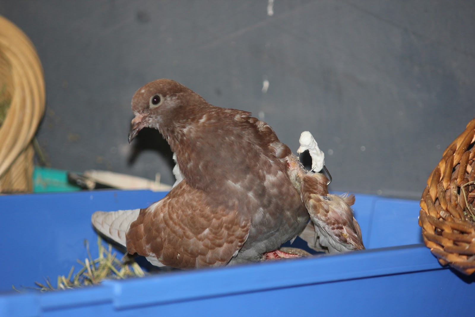 Mis amigas las palomas: Tratamiento ALA ROTA