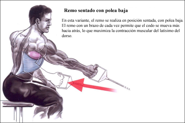 GYM: Remo horizontal a una mano con mancuernas
