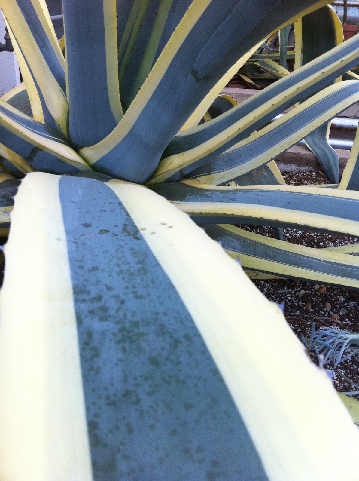 The Helpful Art Teacher: Rhythmic Line Designs And Patterns