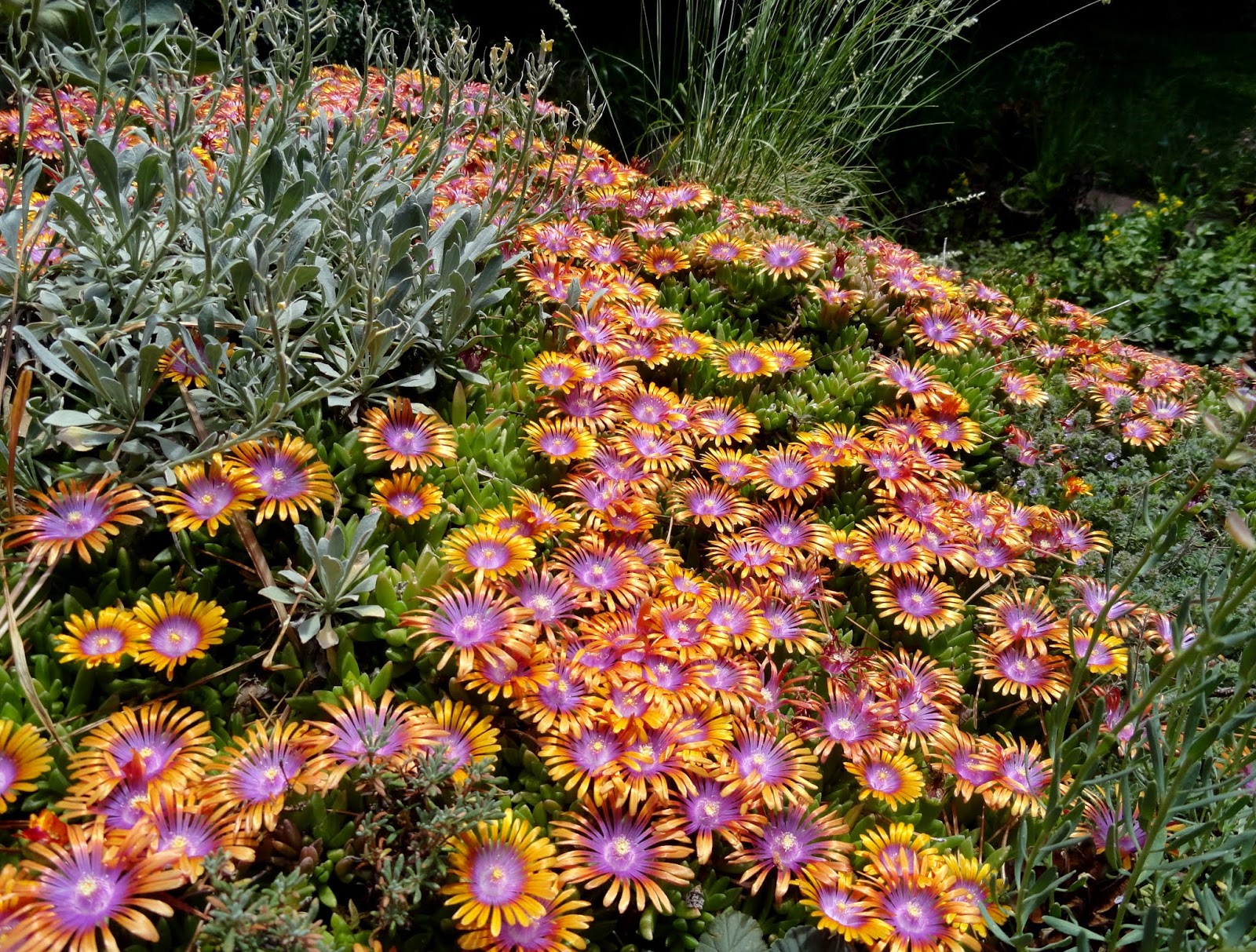 danger garden: Visiting the garden of Panayoti Kelaidis