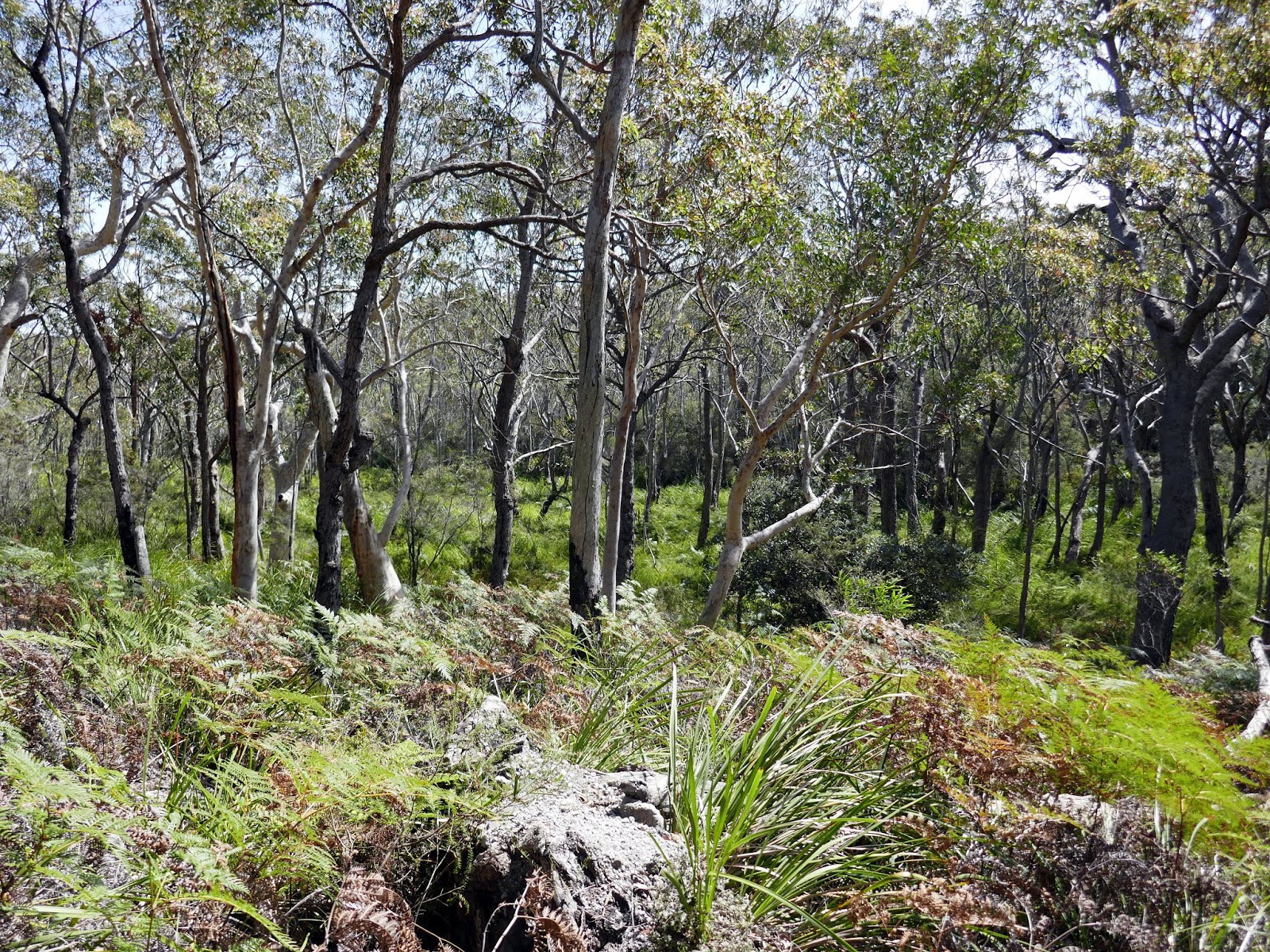 All The Gear But No Idea: Beecroft Head, Gosangs Tunnel & Mermaids Inlet