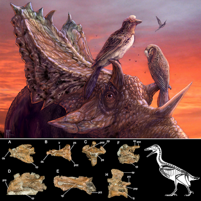 Species New to Science: [PaleoOrnithology • 2018] Mirarce eatoni • The ...