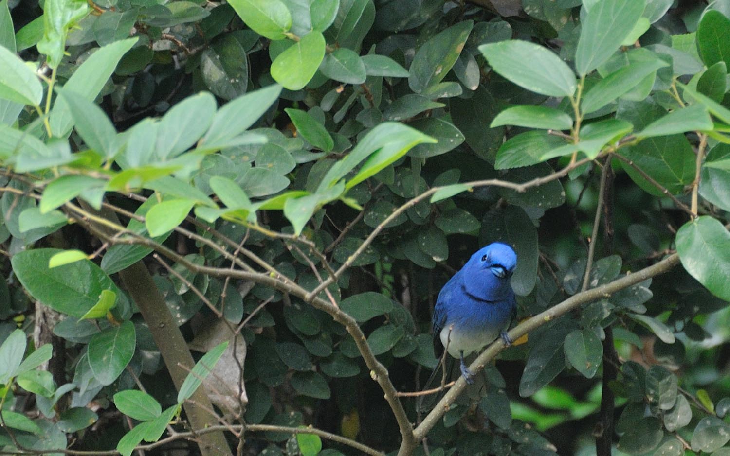 The Amazing Birds: Black-naped Monarch (黑枕王鶲), Hypothymis azurea