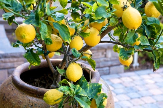 HOW TO GROW A LEMON TREE FROM CUTTINGS |The Garden of Eaden