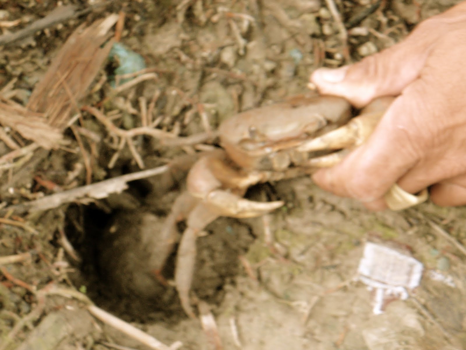 adventures in sustainability: How to catch a mangrove mudcrab / kagang ...