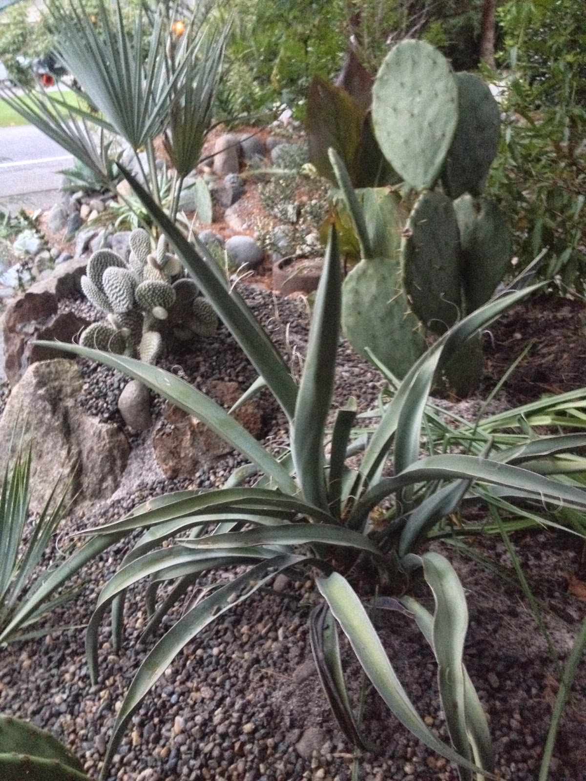 Growing Steady: Desertification, Part 2