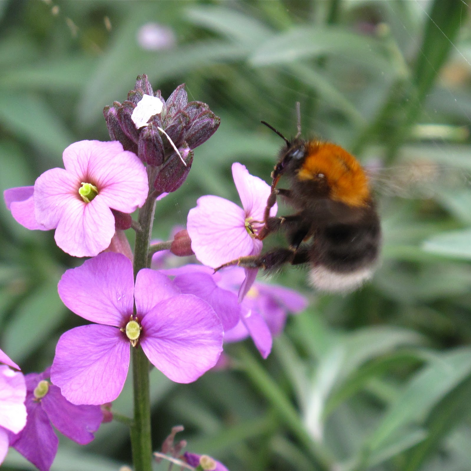 BugBlog: A tree bumblebee queen