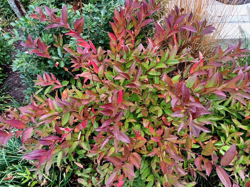 Future Plants by Randy Stewart: Itea - Sweet Spire