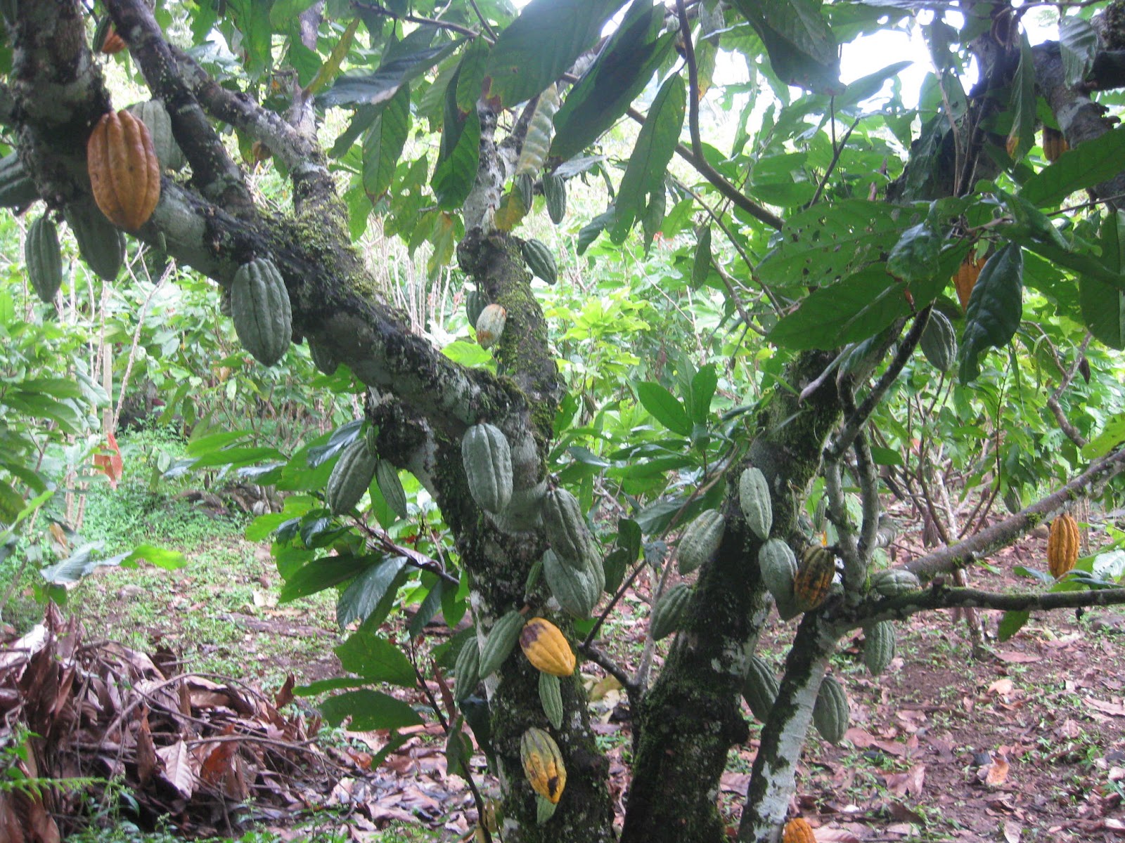 Investiga Innova Cacao Chocolate - Research Innova Cocoa Chocolate ...