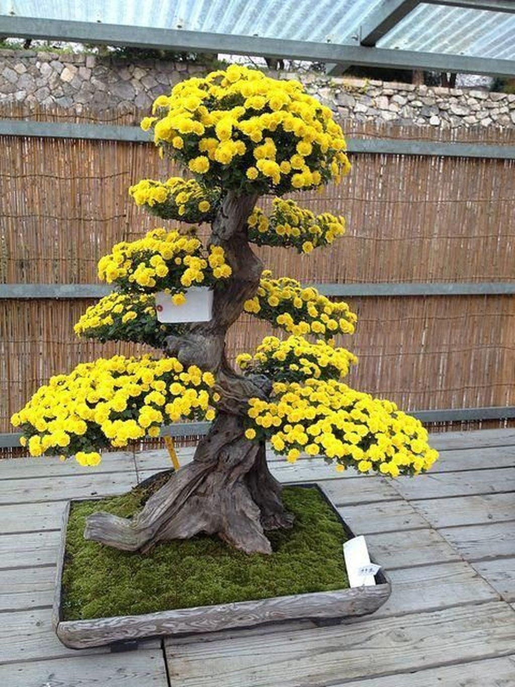 45+ Unique Bonsai Trees Gardening Ideas For Backyard | ARA HOME