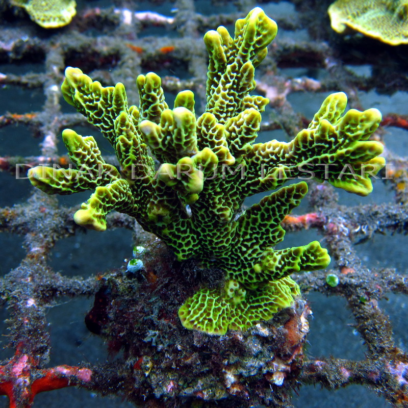 PT. DINAR DARUM LESTARI: Montipora spp