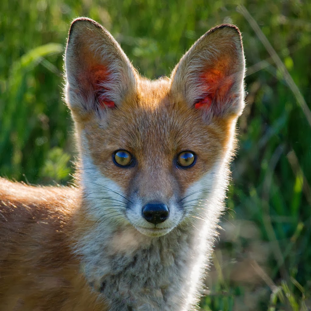 Snapper and the Griffin