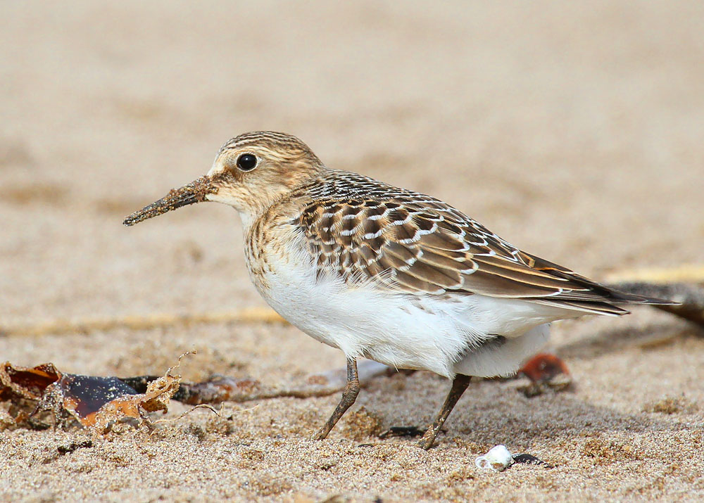 Richard Smith - Birdwatching Days Out: Sanderling and Baird's Sandpiper ...