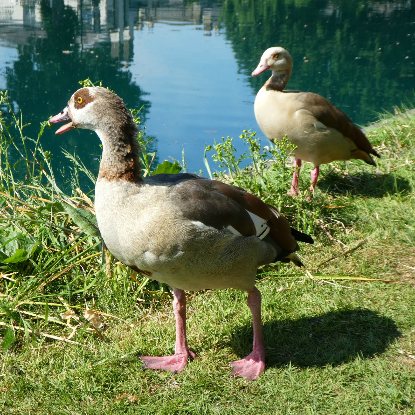 Jane's Journal: Dino duck (Egyptian geese) progress