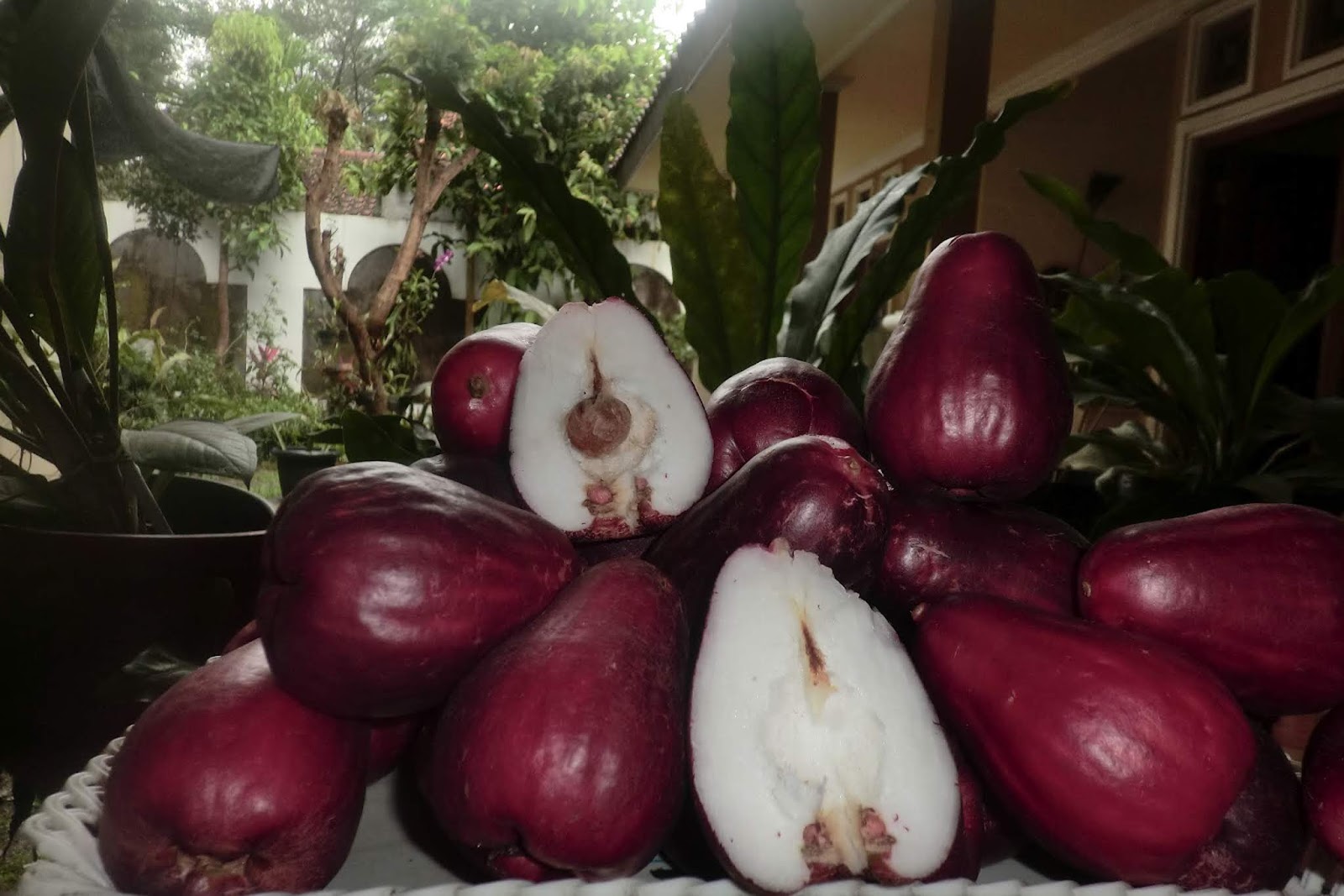 Desa Gondang Manis Semikan Kampung Wisata Jambu Darsono