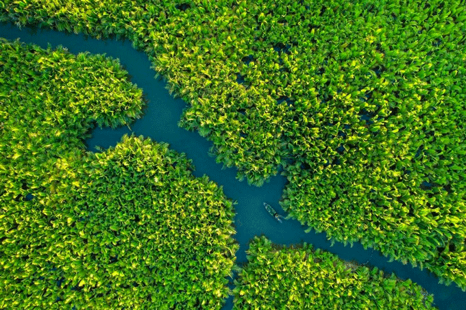 Vietnam closeup: Bay Mau Coconut Forest