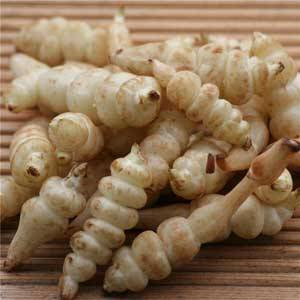 Cây Sùng thảo - Chinese artichoke -Crosnes - Quinhon11