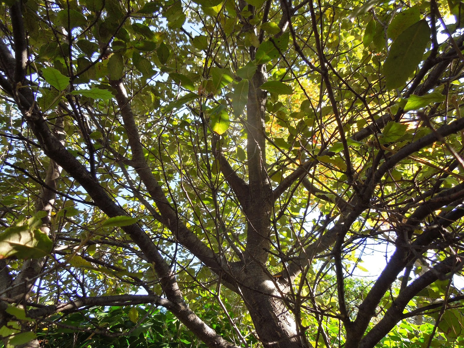 ENCINA Un árbol con historia - BOTÀNIC SERRAT