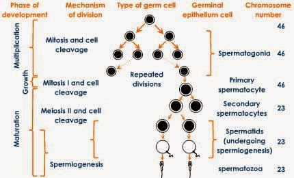 Dr. Sherazi Foundation : spermatogenesis
