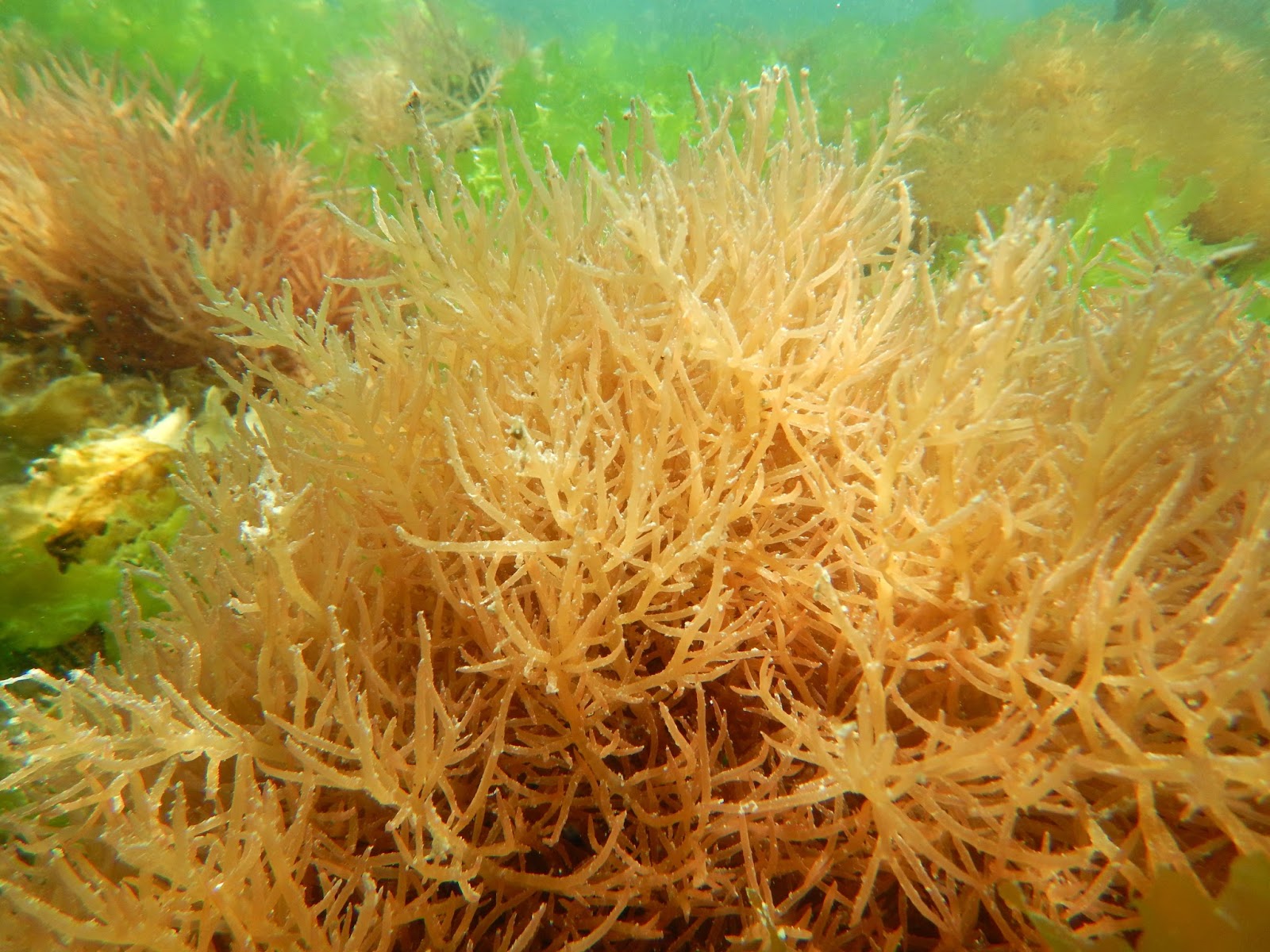 Seaweed Research Journal 海藻研究ジャーナル : A new article: Solieria pacifica