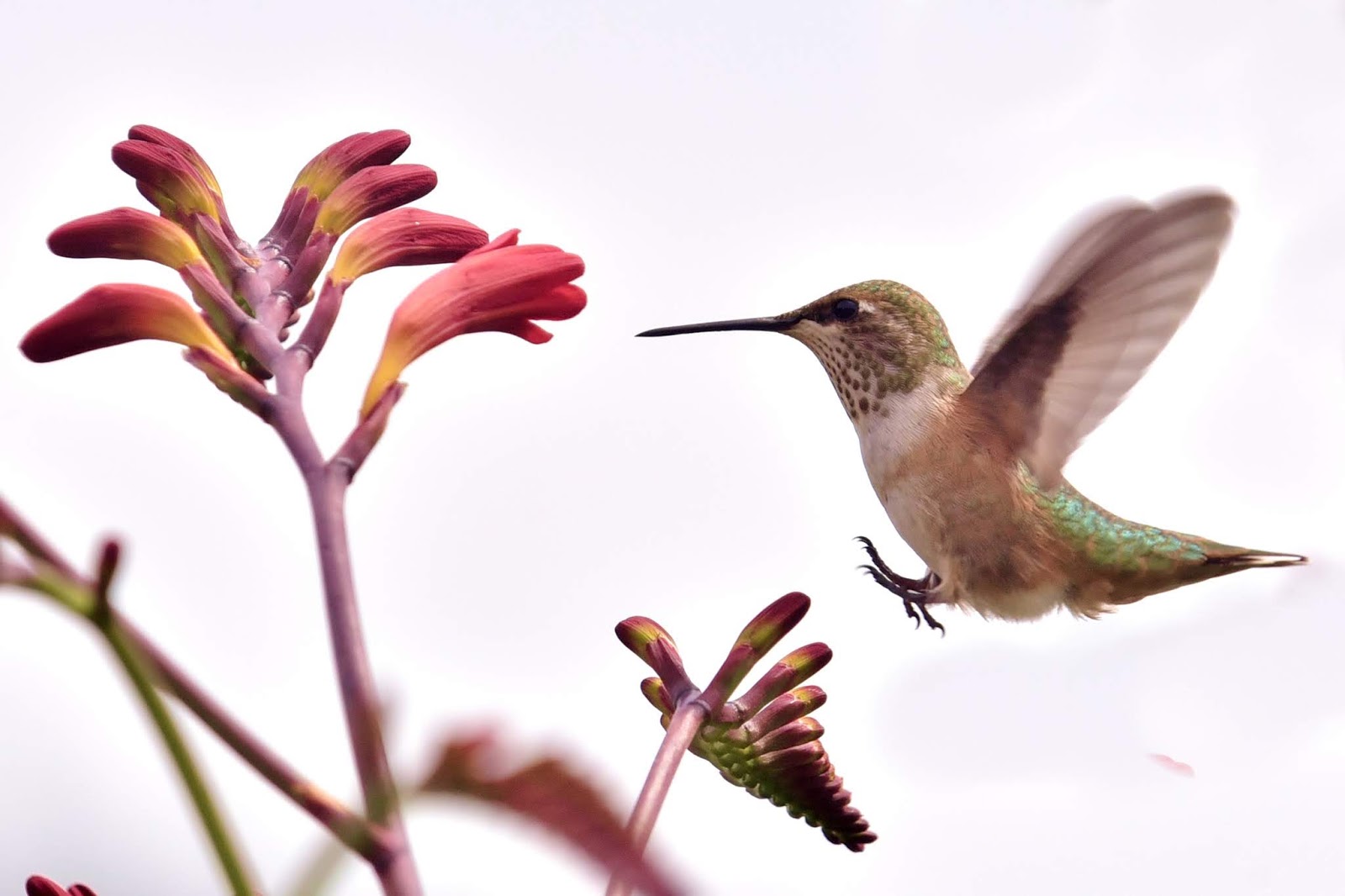 Shoreline Area News: Photos: Hummingbirds love Crocosmia Lucifer - the ...