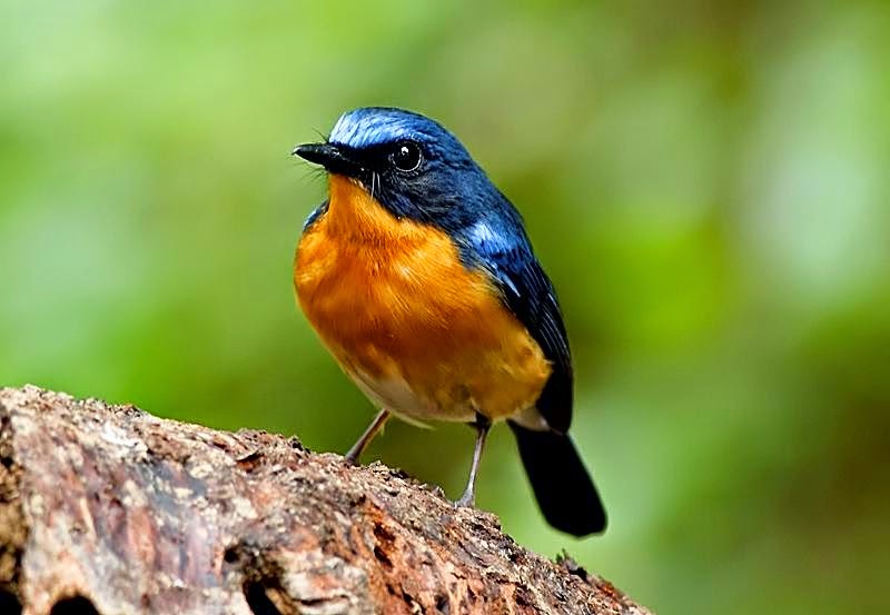 Kumpulan Foto Burung Sulingan Terbaik | Bang Kicau NG