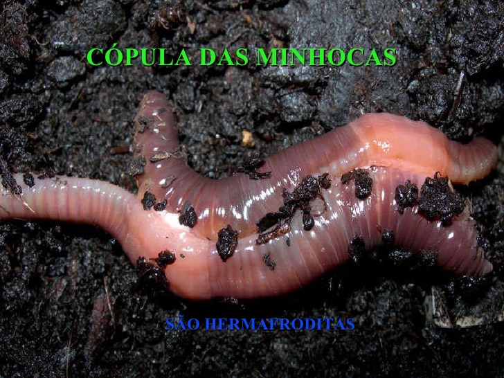 Filo anelídeos | Biologia: A ciência da vida