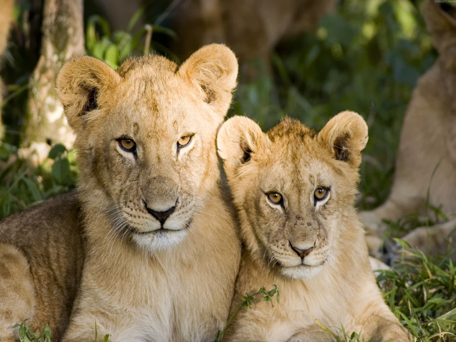 ANIMALS: Stunning Lion 20