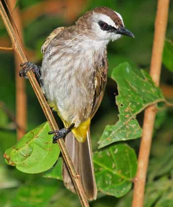 Seputar Hobi Dunia Satwa : TRUCUK/TRUCUKAN/MERBAH CERUKCUK MUDAH ...
