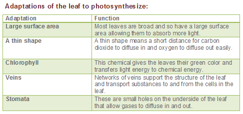 Structure and Function of the Leaves